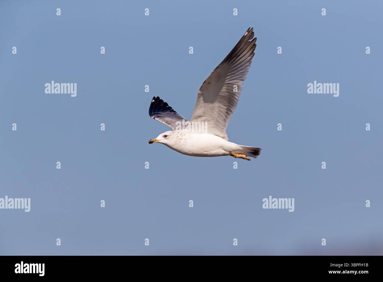 Armenian Gull, Larus armenicus, family of gulls, flight photo Stock ...