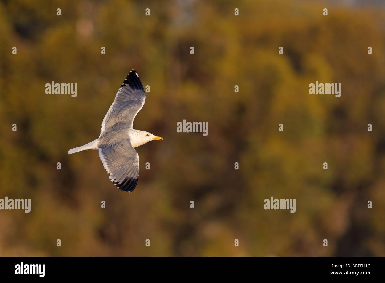 Armenian Gull, Larus armenicus, family of gulls, flight photo Stock ...