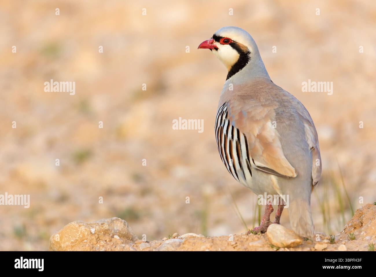 Chukar, Chukar, Alectoris chukar, animals, birds, Chukar-chicken ...