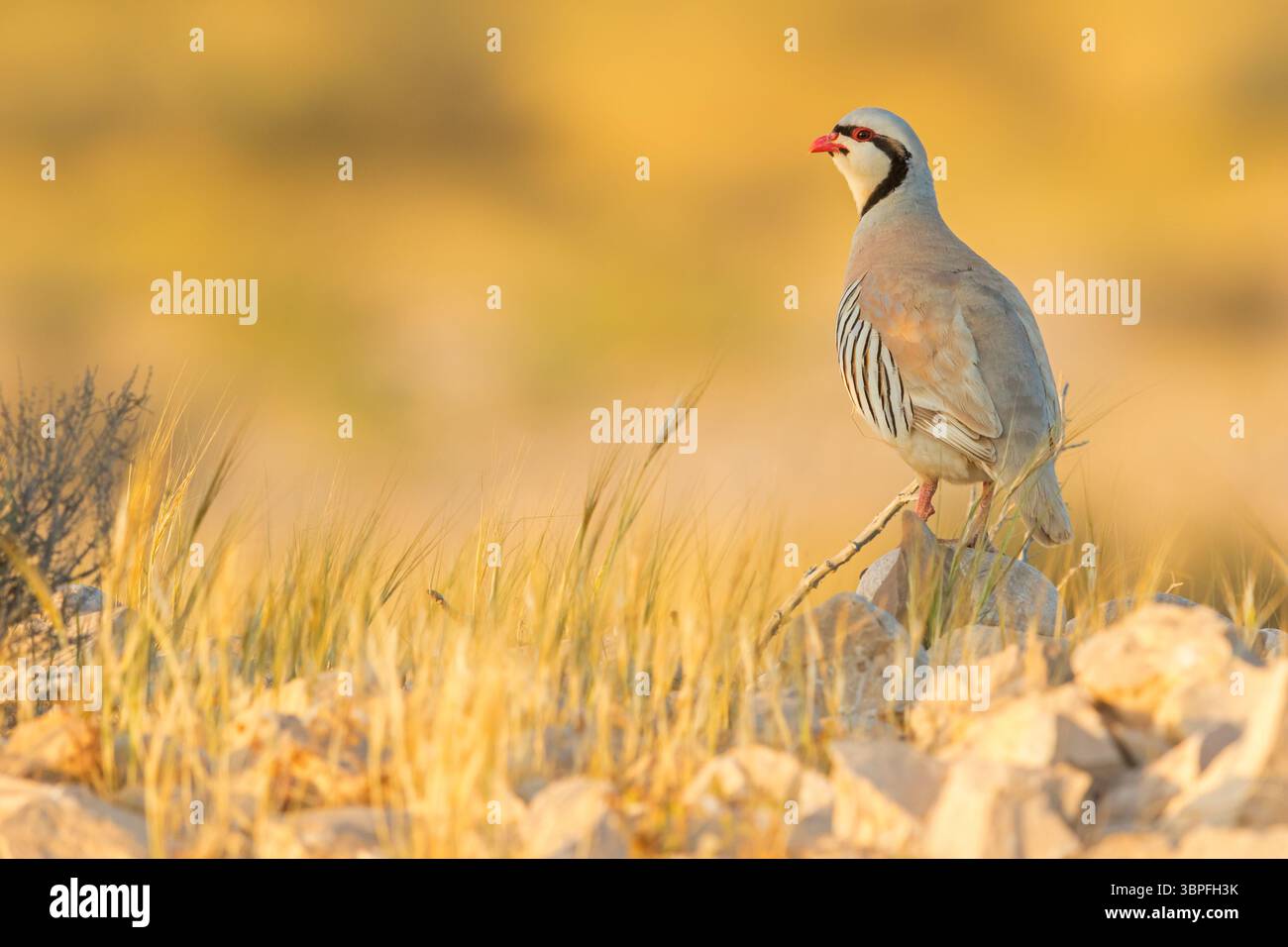 Chukar, Chukar, Alectoris chukar, animals, birds, Chukar-chicken ...