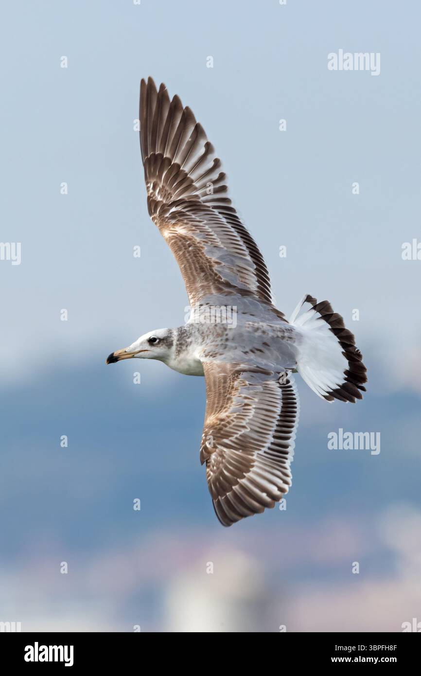 Fish Gull, Ichthyaetus ichthyaetus Syn: Larus ichthyaetus, animals ...