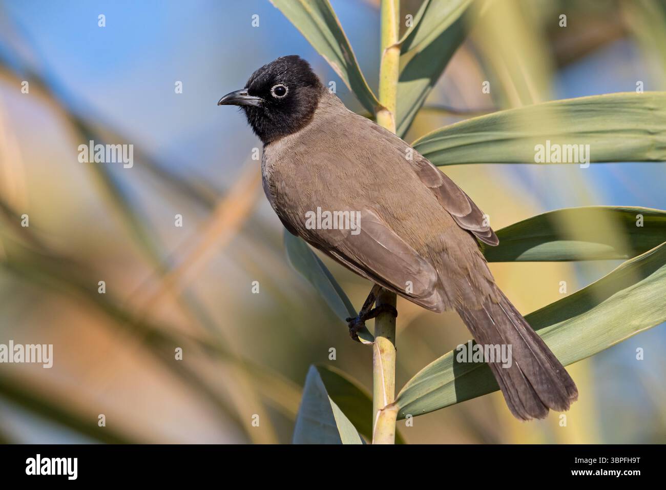 Yellow-tailed Bulbul, also Valombrosa Bulbul, Pycnonotus xanthopygos ...