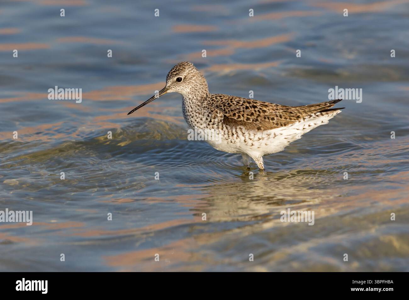 Pond Sandpiper, Tringa stagnatilis, animals, birds, biotope, habitat ...