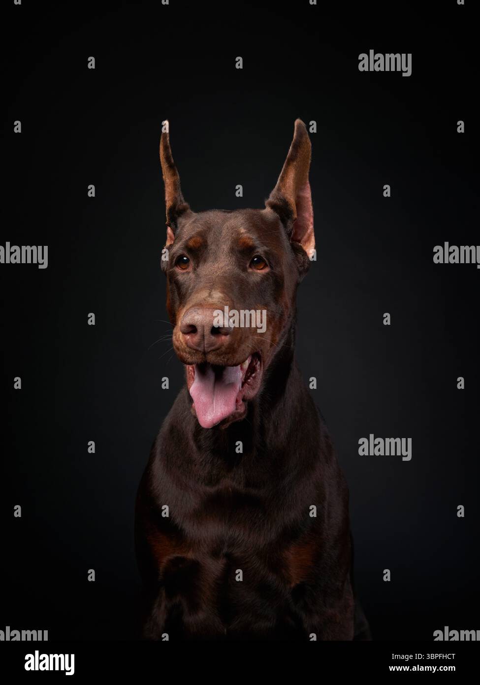 A Doberman Pinscher stands with a proud posture under soft lighting ...
