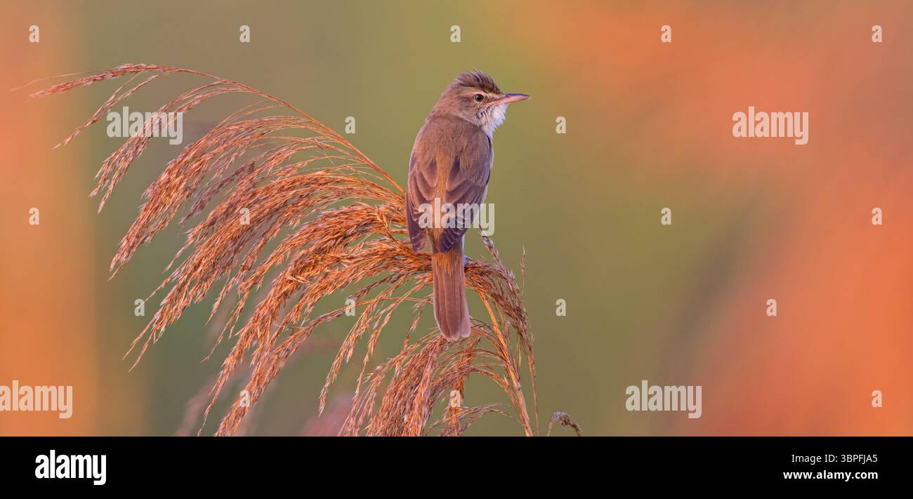 Great Reed Warbler, Acrocephalus arundinaceus, perch in reeds, biotope ...
