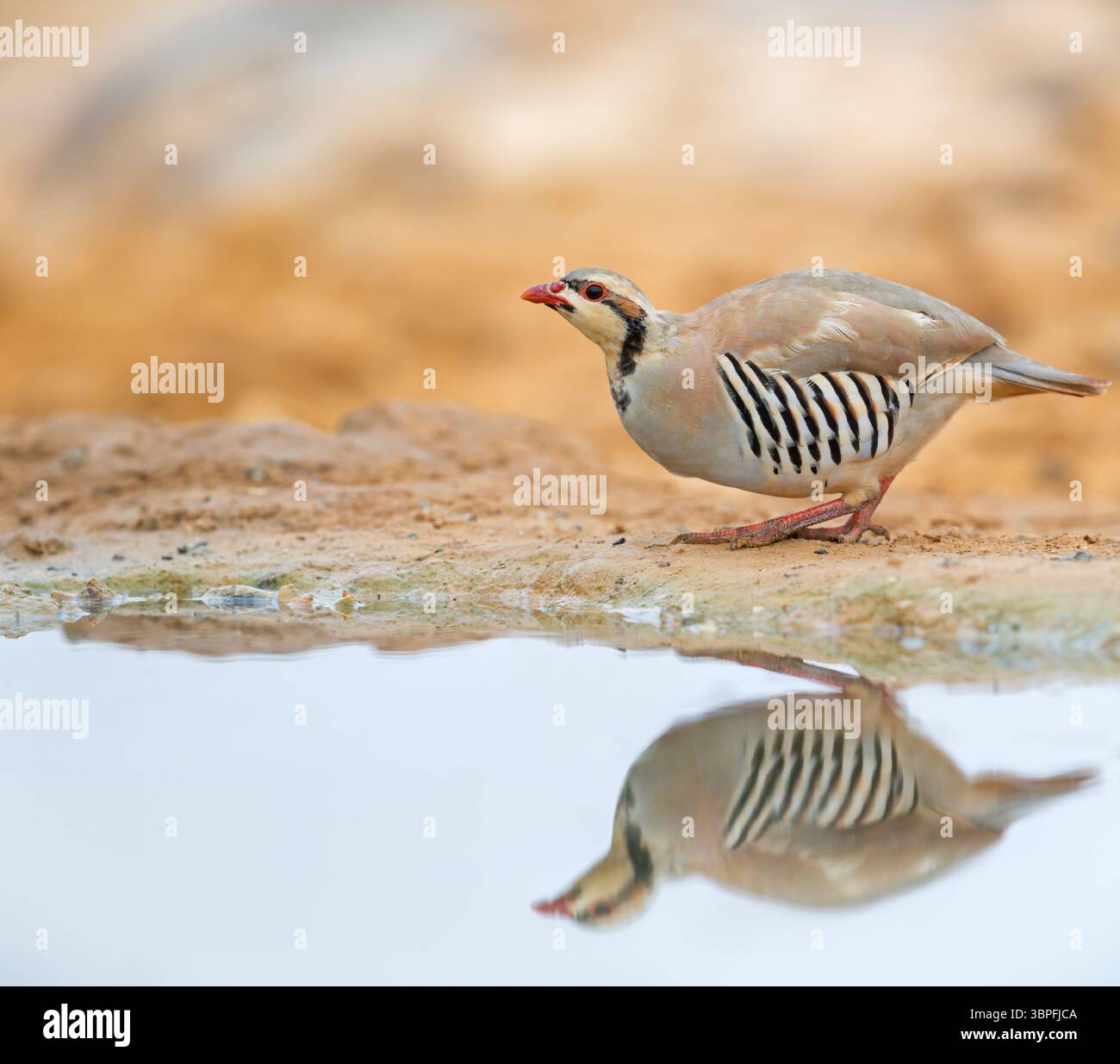 Chukar chicken, Chukar partridge, Alectoris chuka, animals, chickens ...
