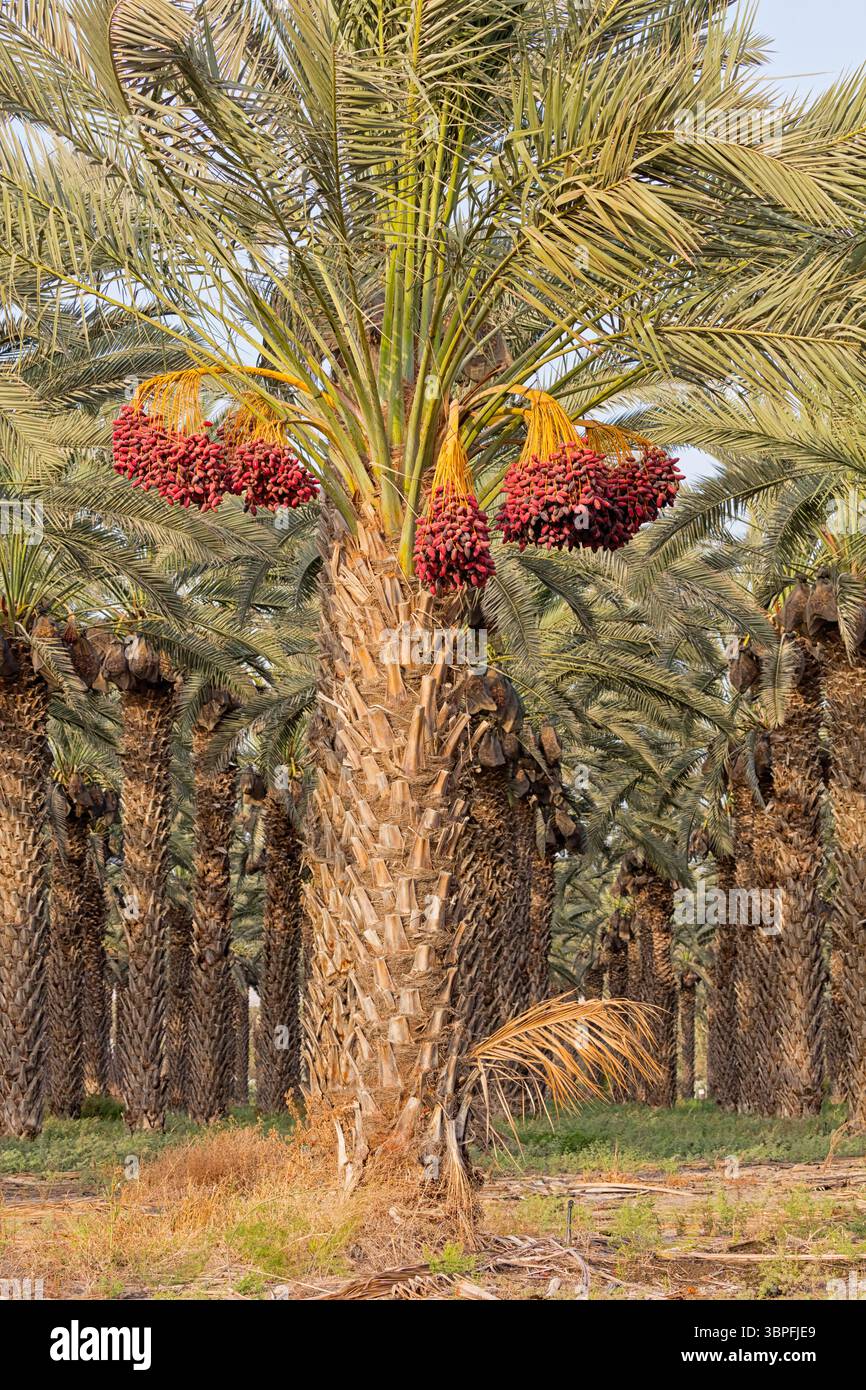 Date palm, Dade Palm, USA, plant, tree, palm, fruit, fruits Stock Photo ...