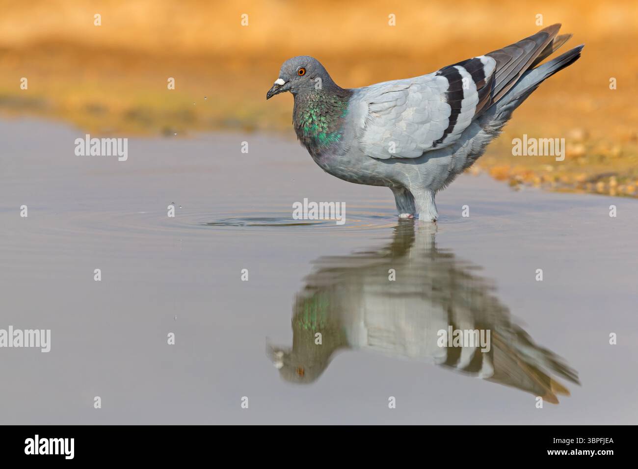 Rock pigeon, Columba livia, animals, birds, pigeon family, ancestral ...
