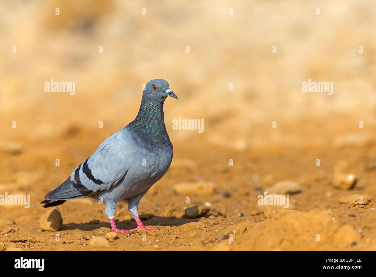Rock pigeon, Columba livia, animals, birds, pigeon family, ancestral ...