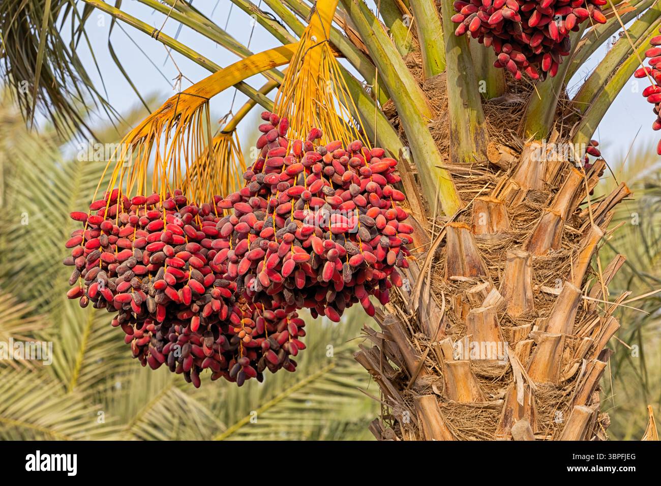 Date palm, Dade Palm, USA, plant, tree, palm, fruit, fruits Stock Photo ...