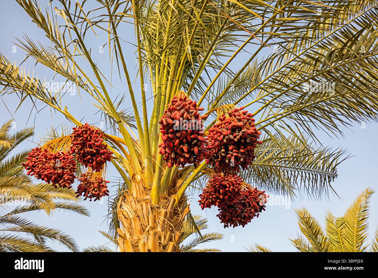 Date palm, Dade Palm, USA, plant, tree, palm, fruit, fruits Stock Photo ...