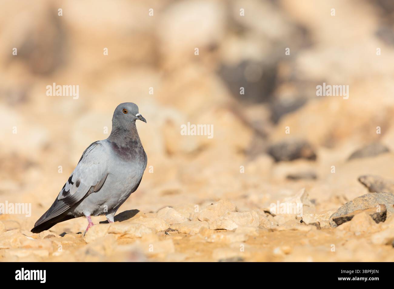 Rock pigeon, Columba livia, animals, birds, pigeon family, ancestral ...