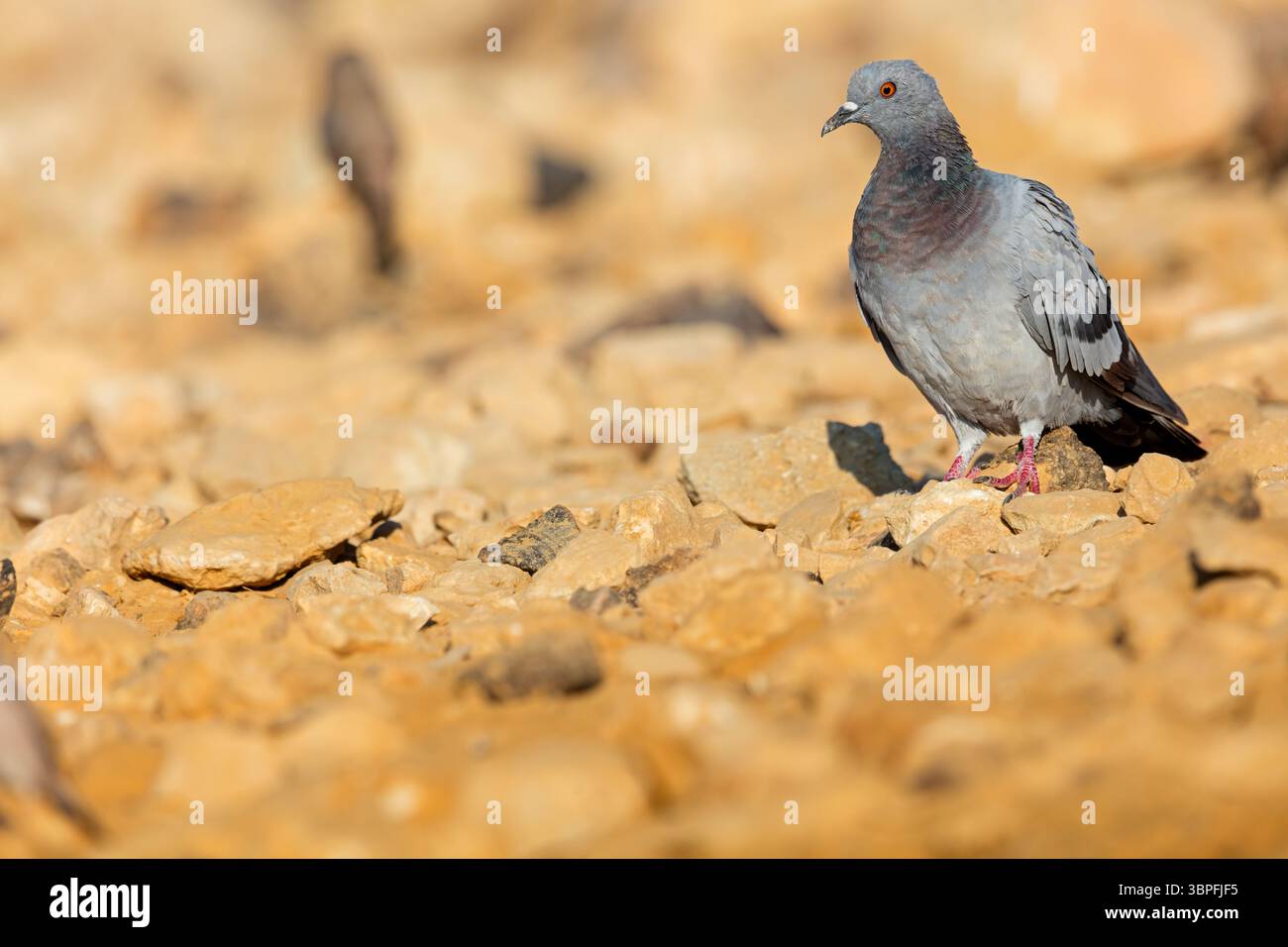 Rock pigeon, Columba livia, animals, birds, pigeon family, ancestral ...