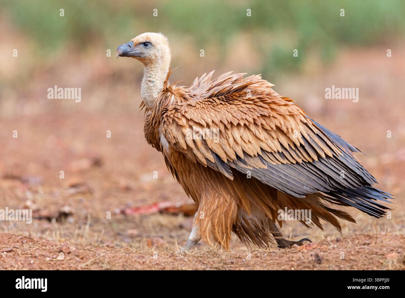 Griffon vulture, Gyps fulvus, animals, birds, vultures, all-world ...