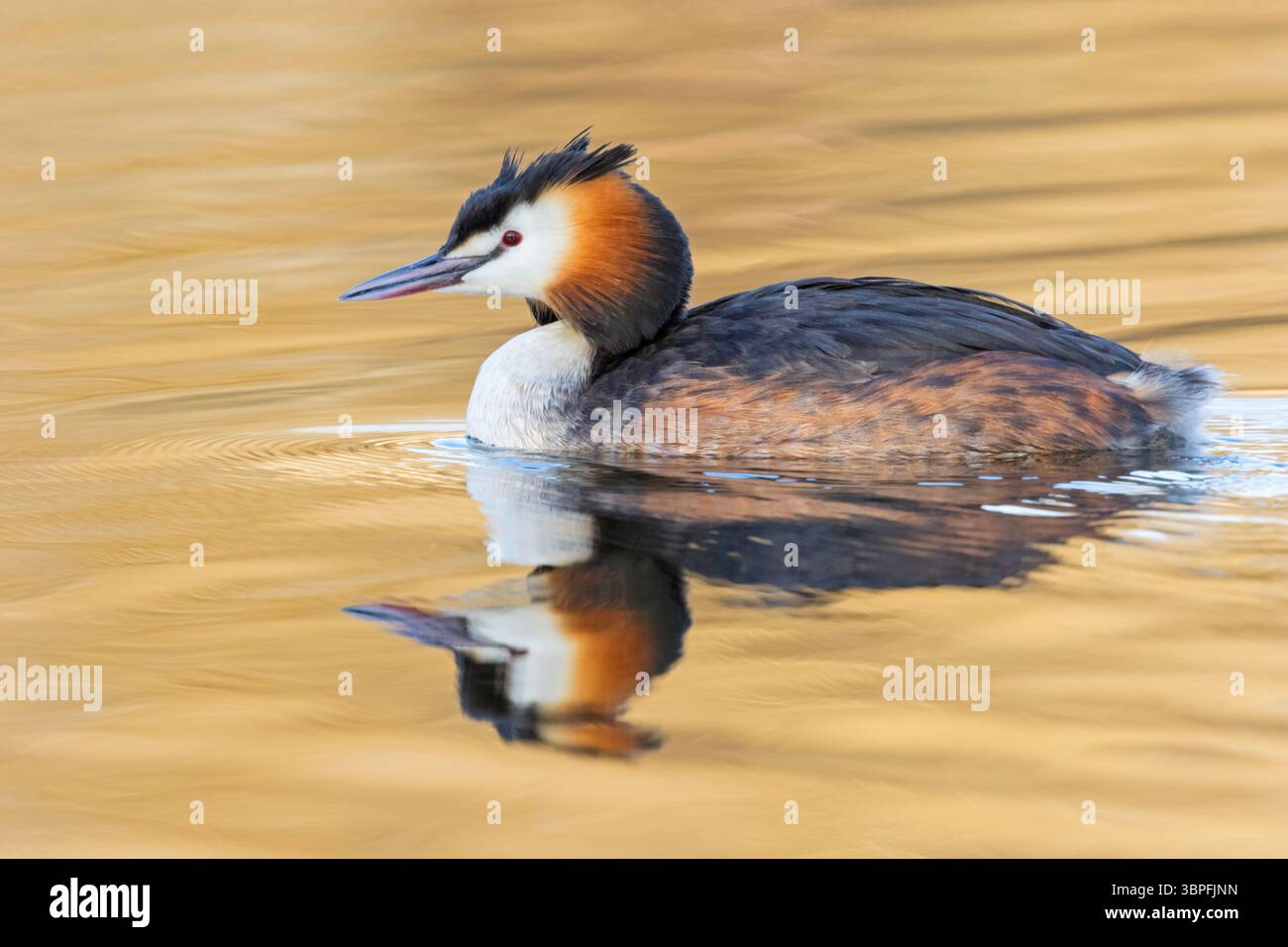A Great Crested Grebe swims in the water, Podiceps cristatus, animals ...