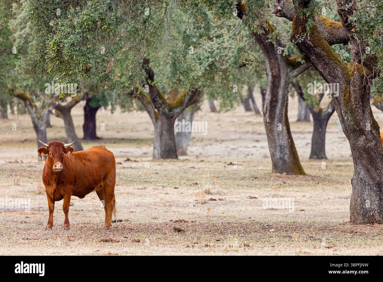 Iberian pig, Cerdo Ibérico, Porco ibérico, Iberian Pig, domestic cattle ...