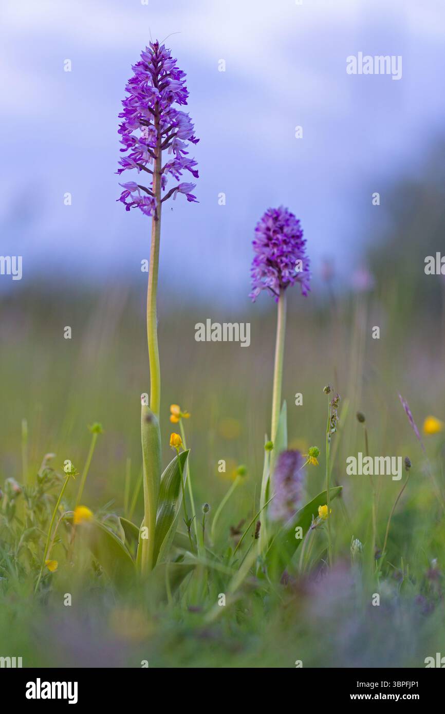 Helmet orchid, Orchis militaris, macro, plant, orchid, flower, blossom ...