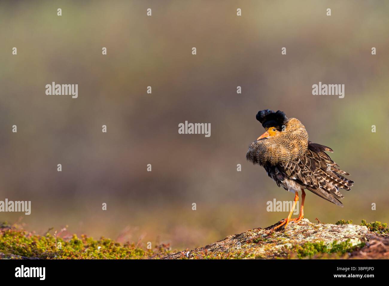 Ruff, Philomachus pugnax, animals, birds, plumage during mating season ...