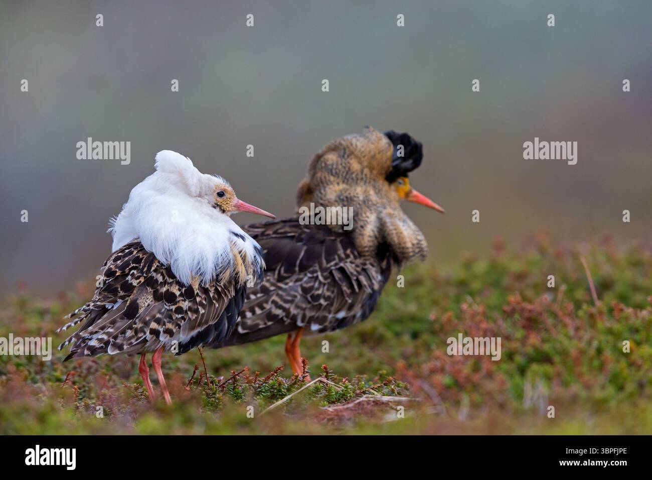 Ruff, Philomachus pugnax, animals, birds, plumage during mating season ...