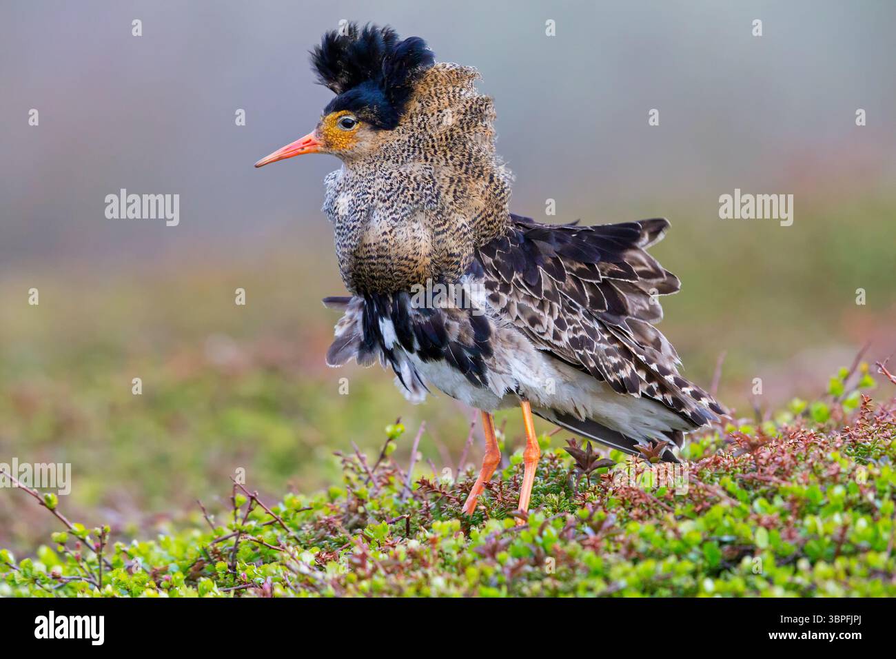 Ruff, Philomachus pugnax, animals, birds, plumage during mating season ...