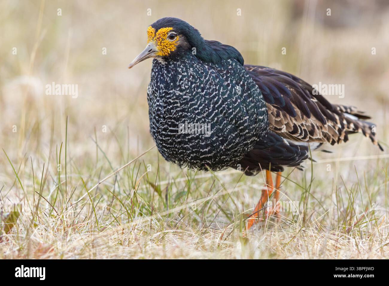 Ruff, Philomachus pugnax, animals, birds, plumage during mating season ...