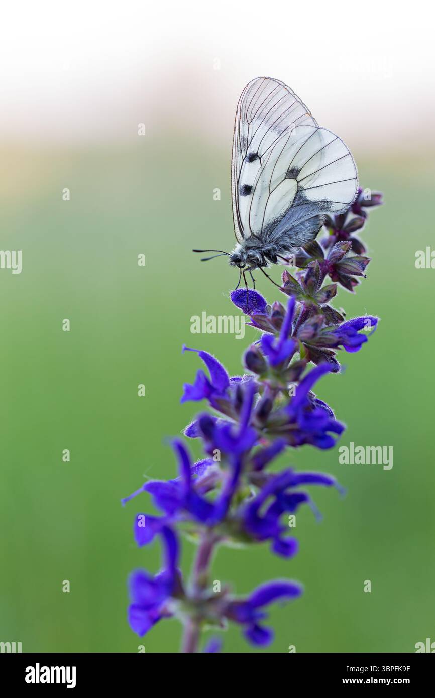 Black Apollo, Parnassius mnemosyne, family of swallowtail butterflies ...