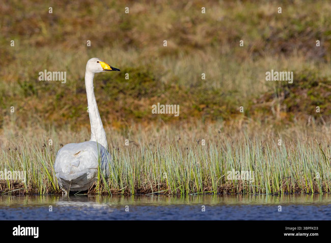 Whooper swan, Cygnus cygnus, animals, birds, swans, family of anatidae ...