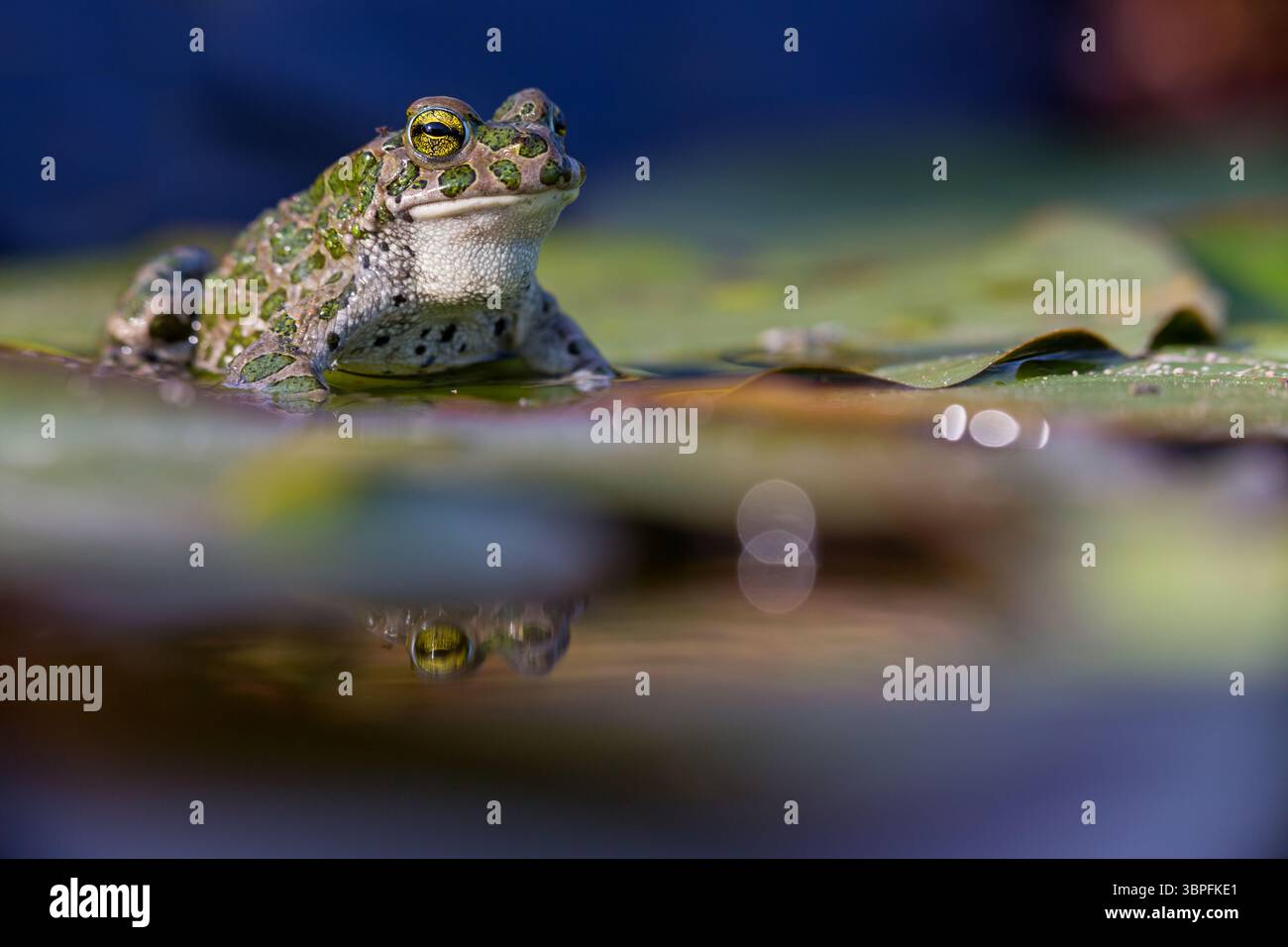 Green toad, Common toad, House toad, Changeable toad, Village toad ...