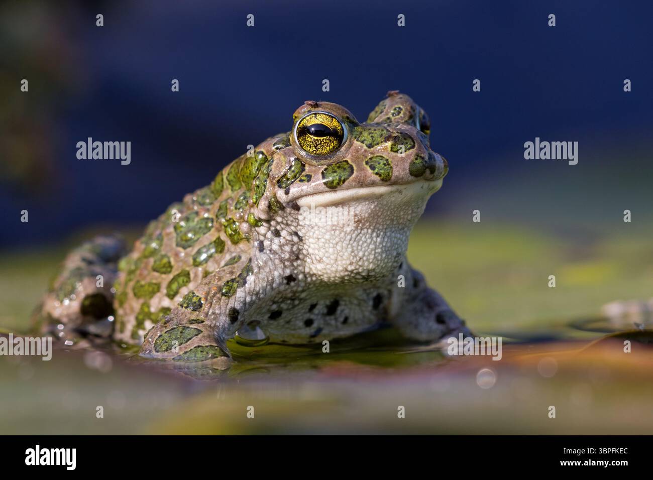 Green toad, Common toad, House toad, Changeable toad, Village toad ...