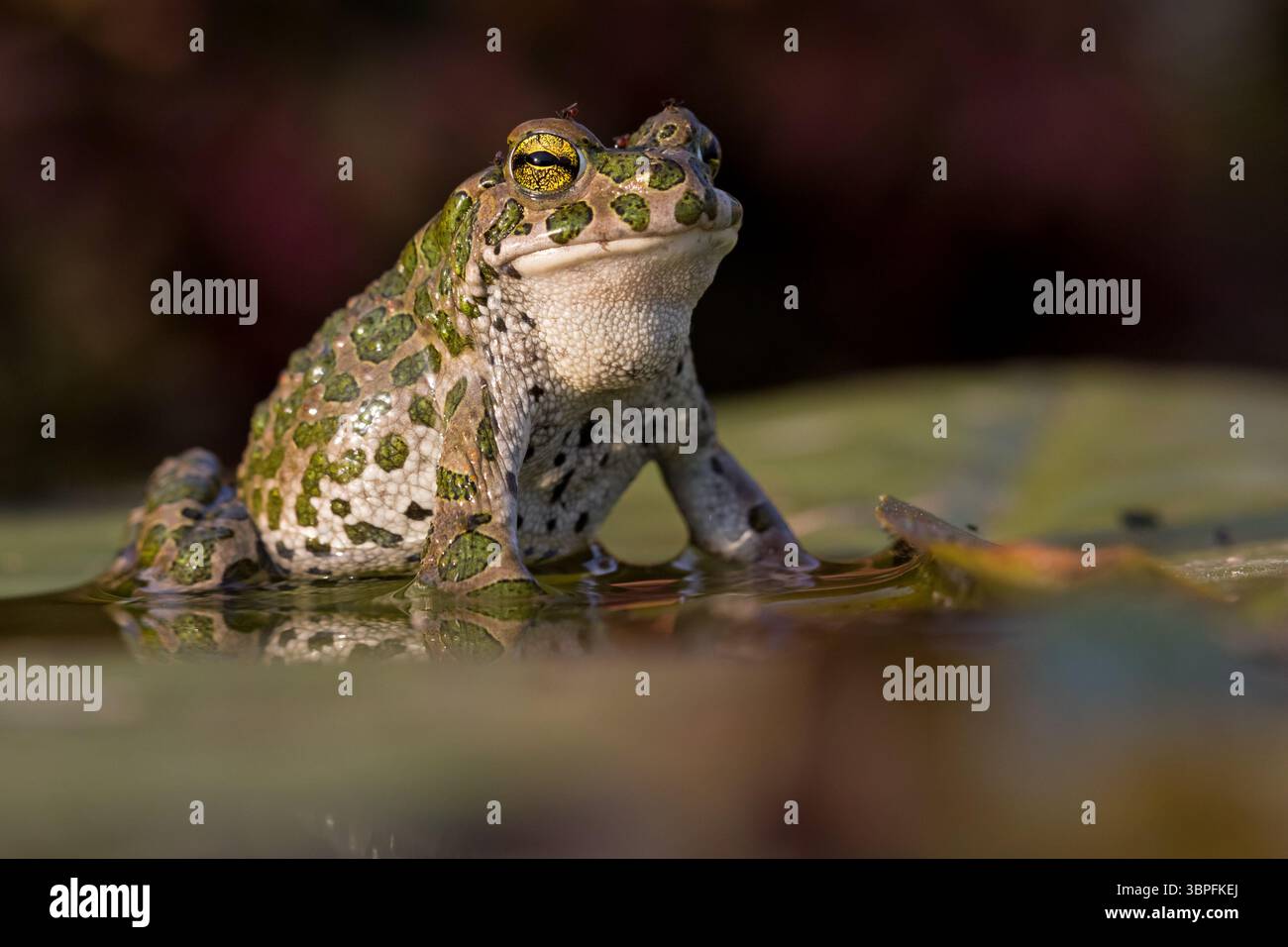 Green toad, Common toad, House toad, Changeable toad, Village toad ...