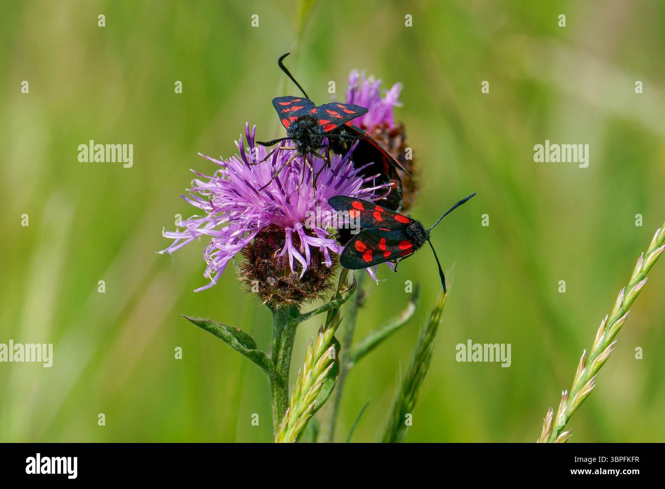 Day flying moths hi-res stock photography and images - Alamy