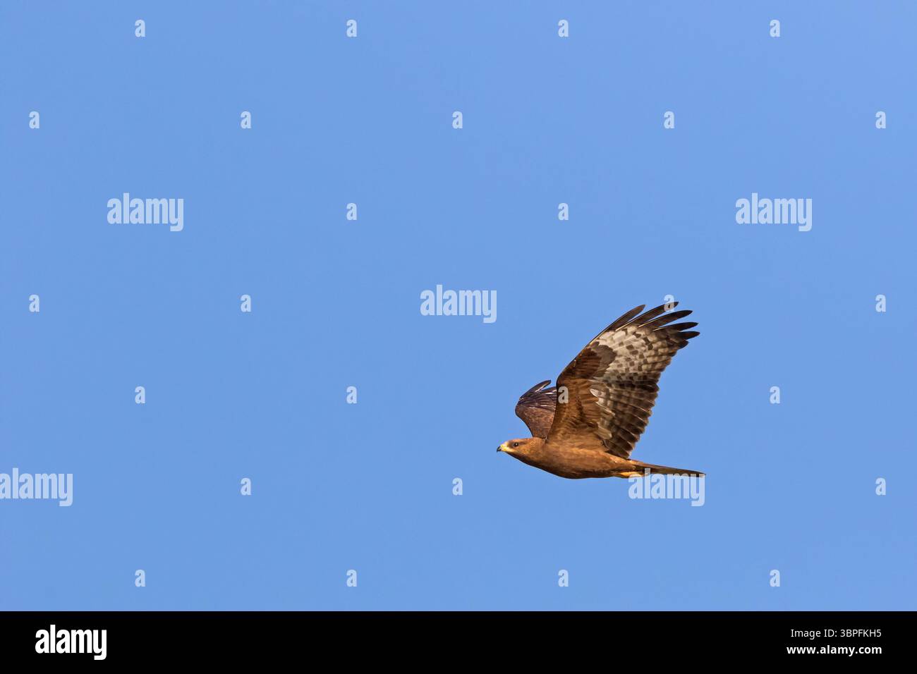 Honey Buzzard, Pernis apivorus, animals, birds, bird of prey, birds of ...