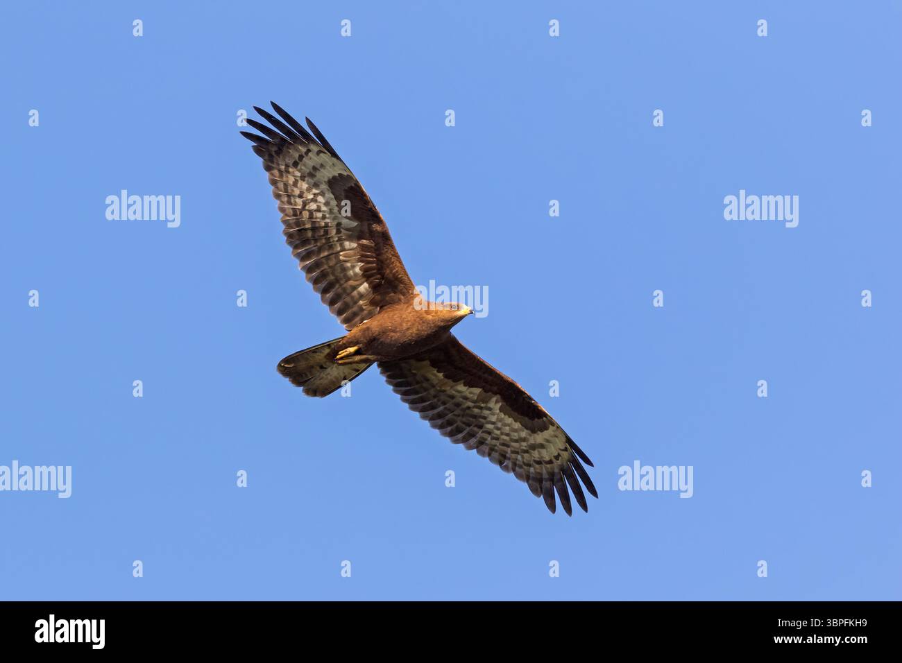 Honey Buzzard, Pernis apivorus, animals, birds, bird of prey, birds of ...