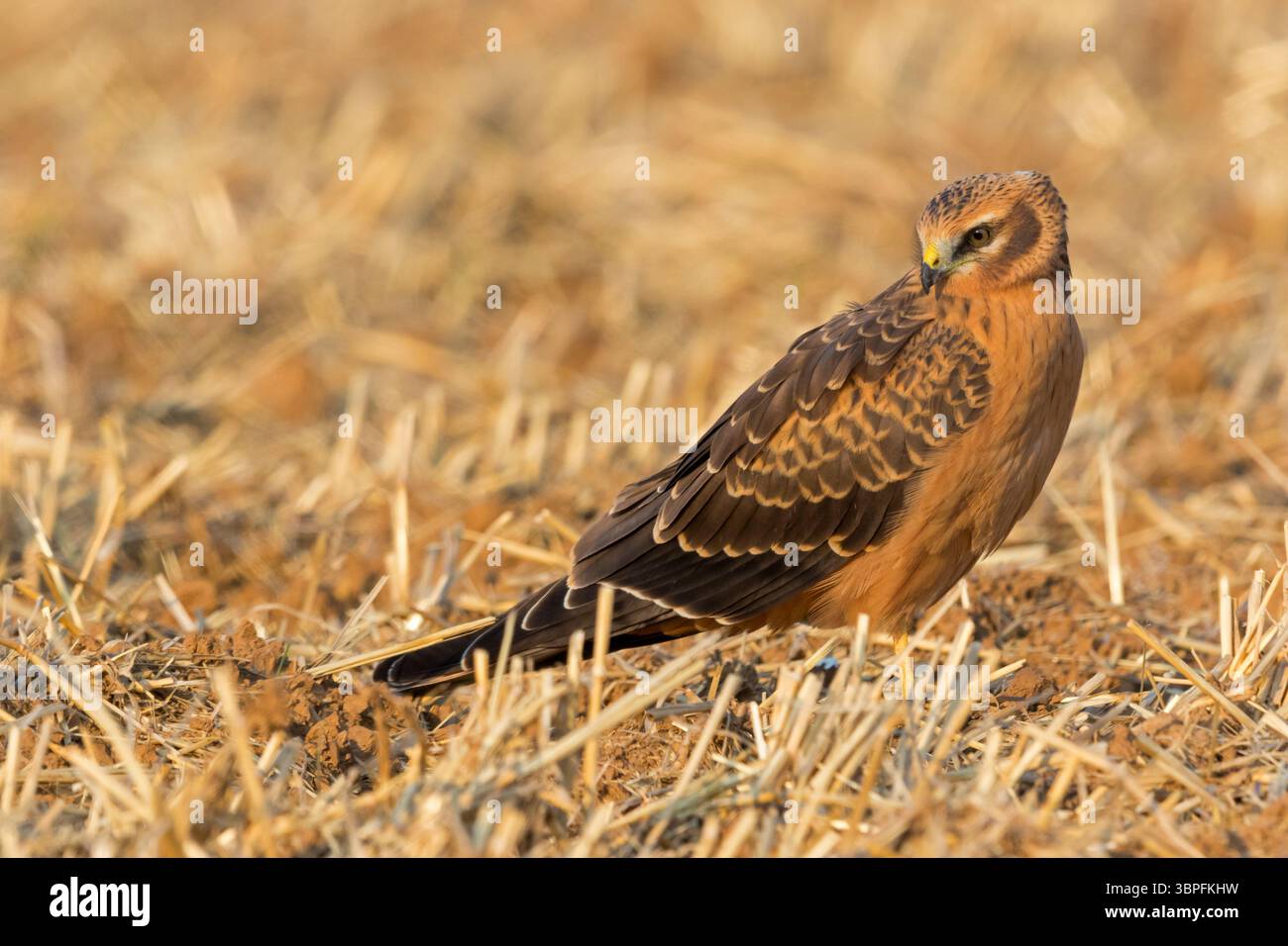 Montagu's Harrier, Montagu's Harrier, Circus pygargus, Cendré Busard ...
