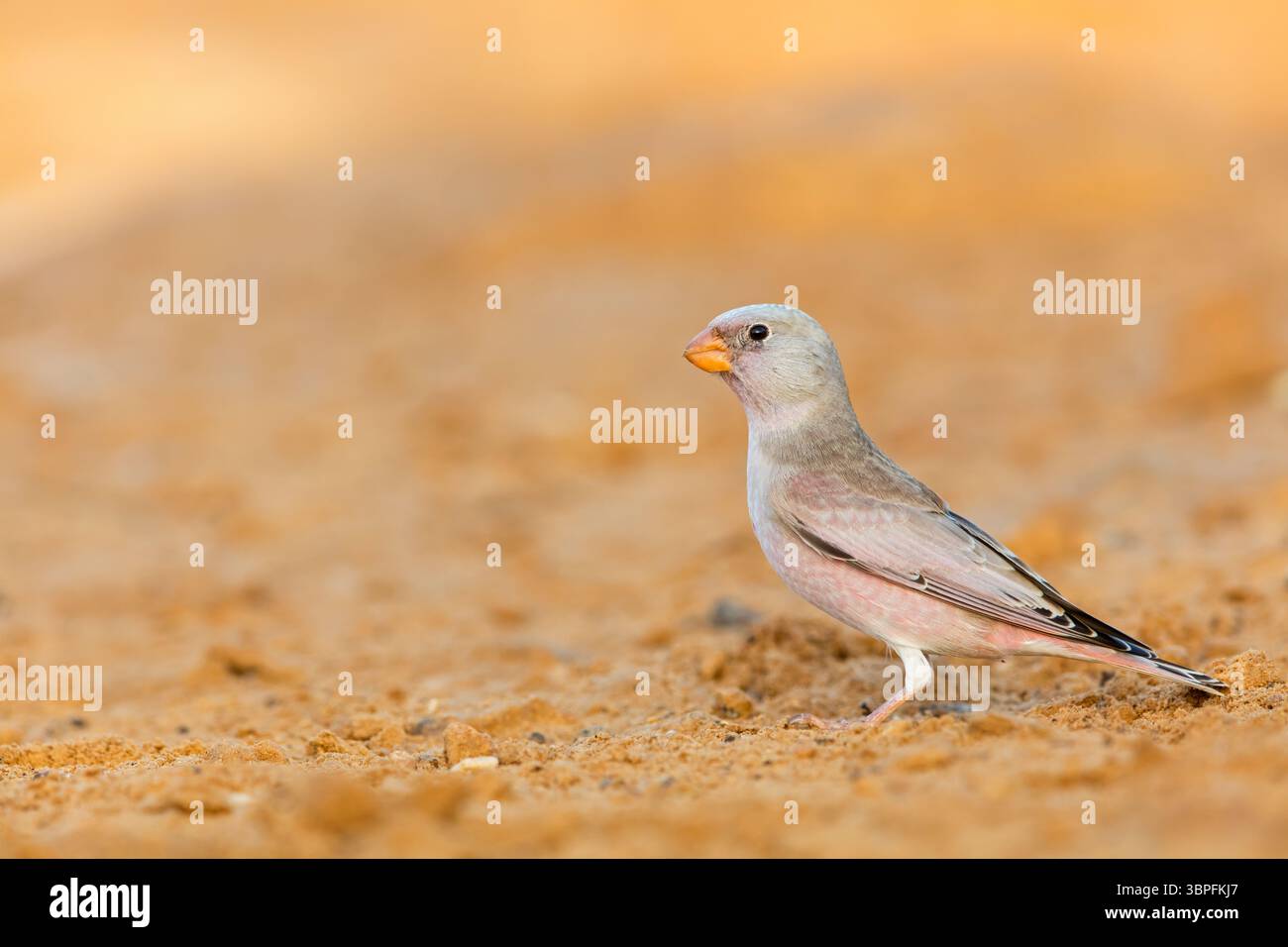 Desert Finch, Finch family, Finch, Trumpeter Finch, Rhodopechys ...