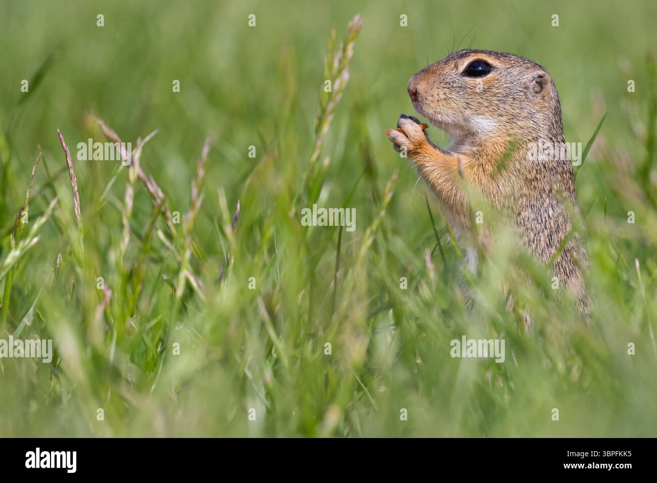 European ground squirrel, Spermophilus citellus, plain ground squirrel ...