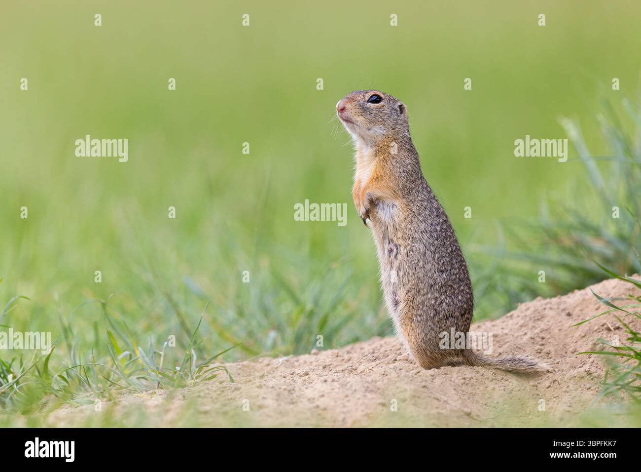European ground squirrel, Spermophilus citellus, plain ground squirrel ...