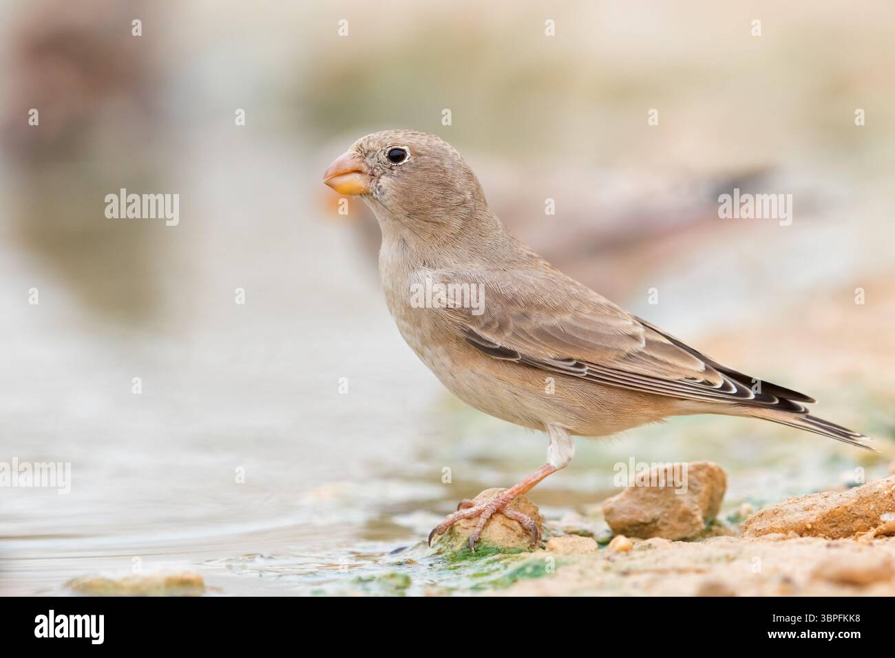 Desert Finch, Finch family, Finch, Trumpeter Finch, Rhodopechys ...