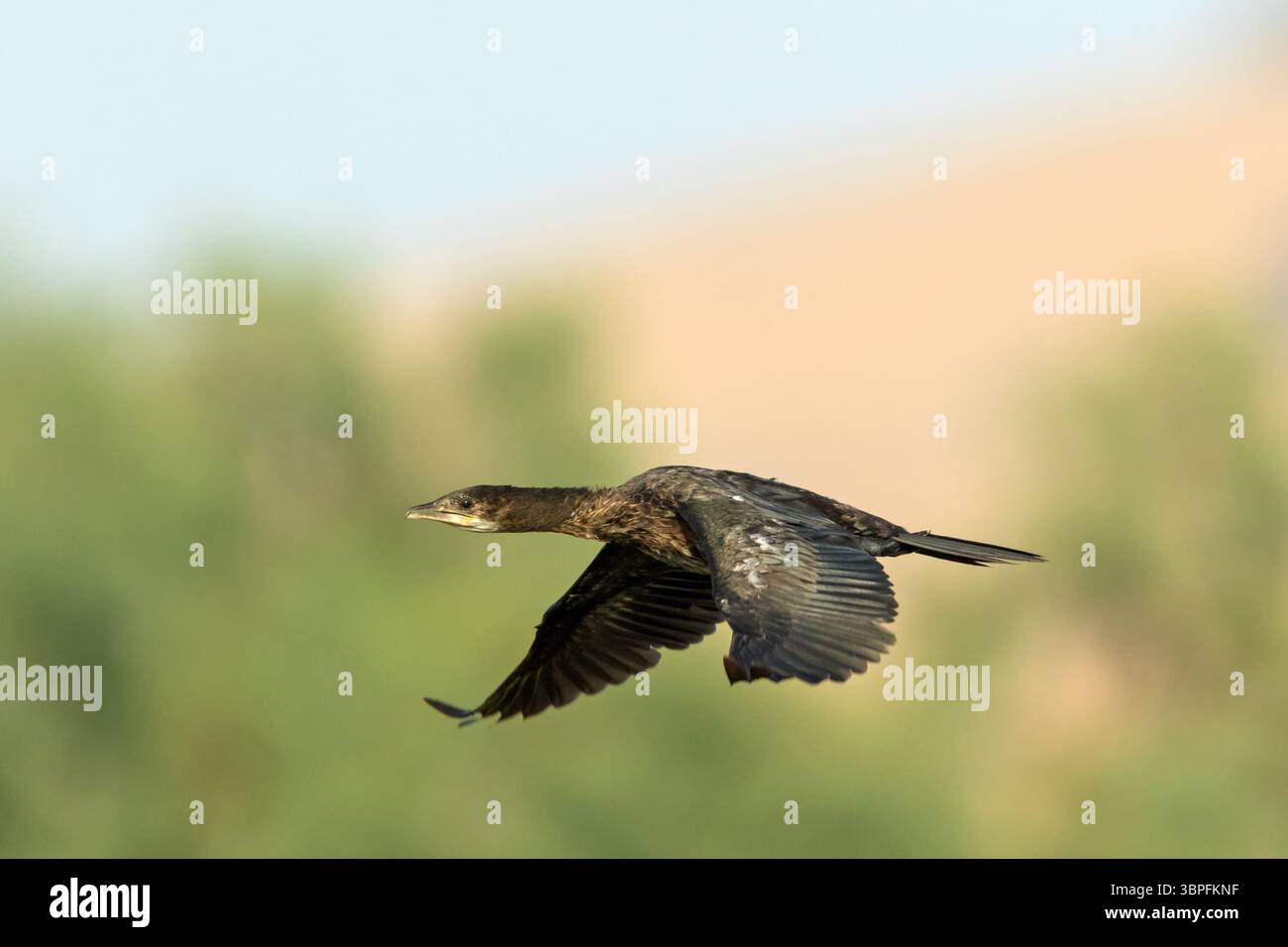 Pygmy Cormorant, Phalacrocorax pygmeus, animals, birds, family of ...
