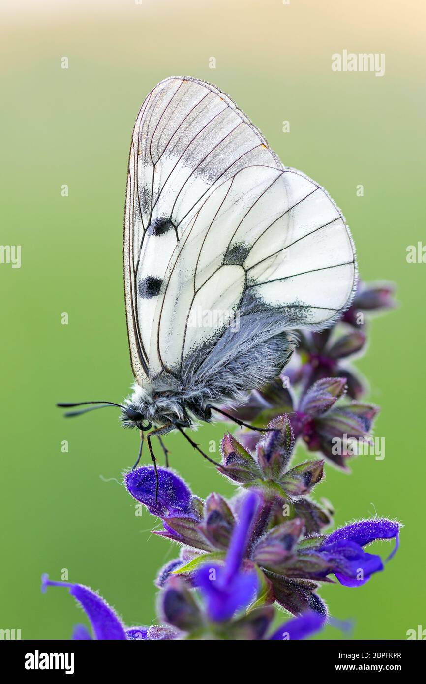 Black Apollo, Parnassius mnemosyne, family of swallowtail butterflies ...