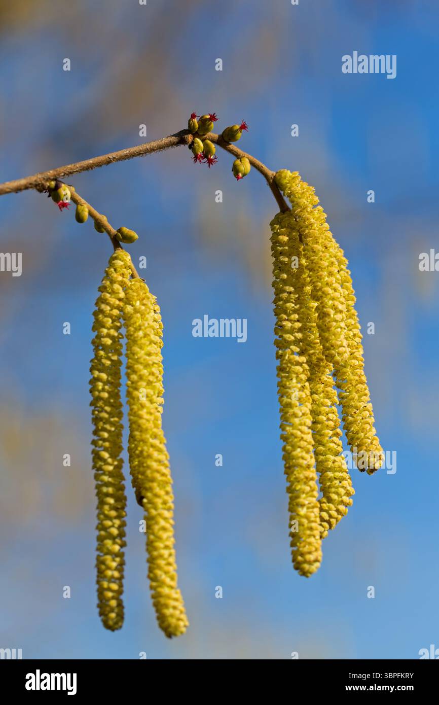 Common hazel, hazel bush, hazelnut bush, blossom, Corylus avellana ...