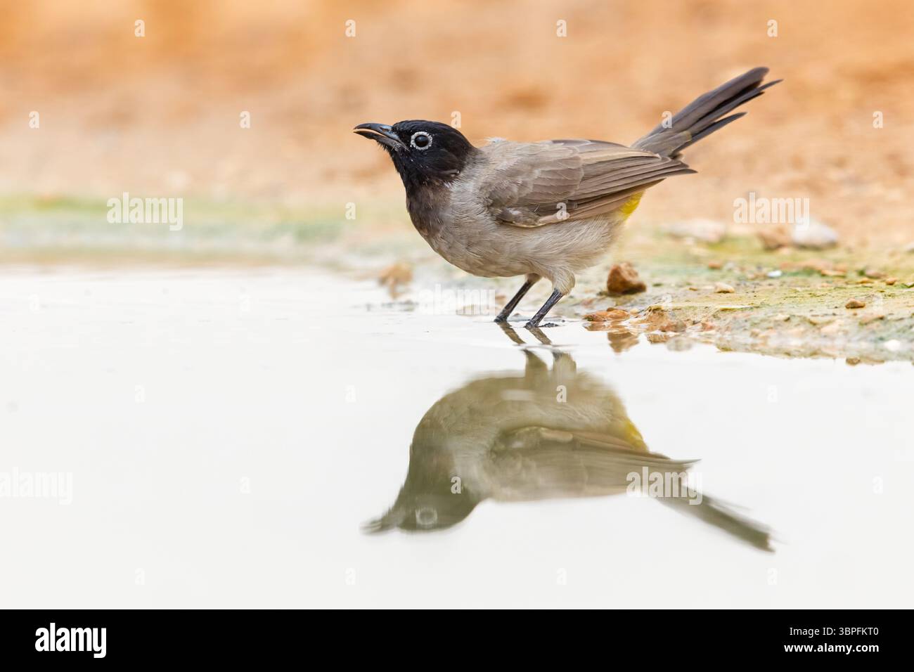 Yellow-tailed Bulbul, Pycnonotus xanthopygos, animals, birds, bulbul ...