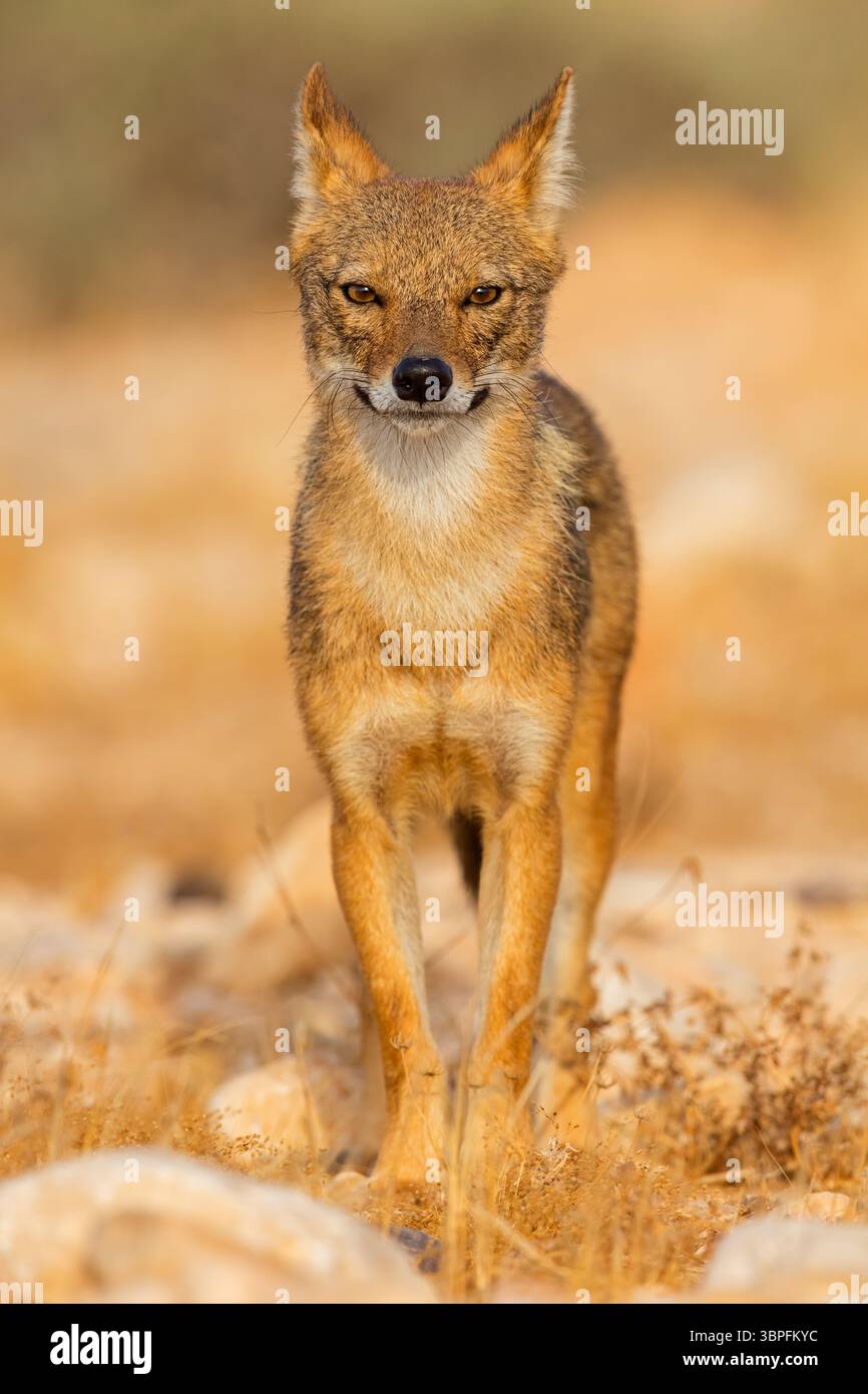 Golden jackal, Canis aureus, animals, mammals, jackal, related to the ...