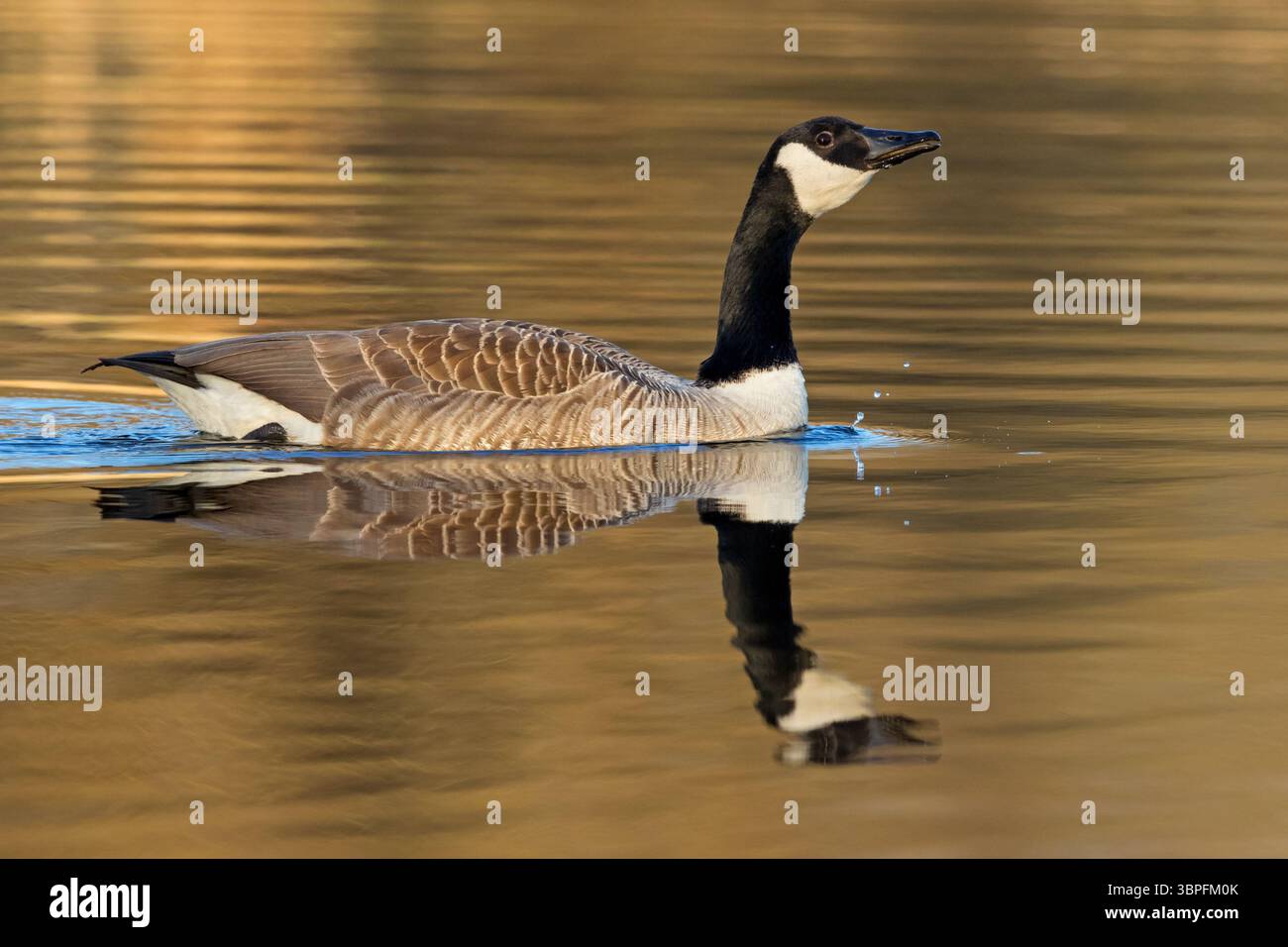 Canada goose, Branta canadensis, animals, birds, goose, geese, family ...