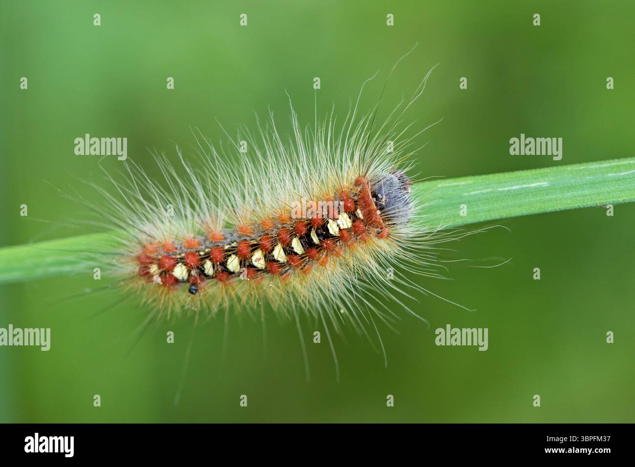 Poplar moth, Leucoma salicis, owl moth, caterpillar, moth, moth ...