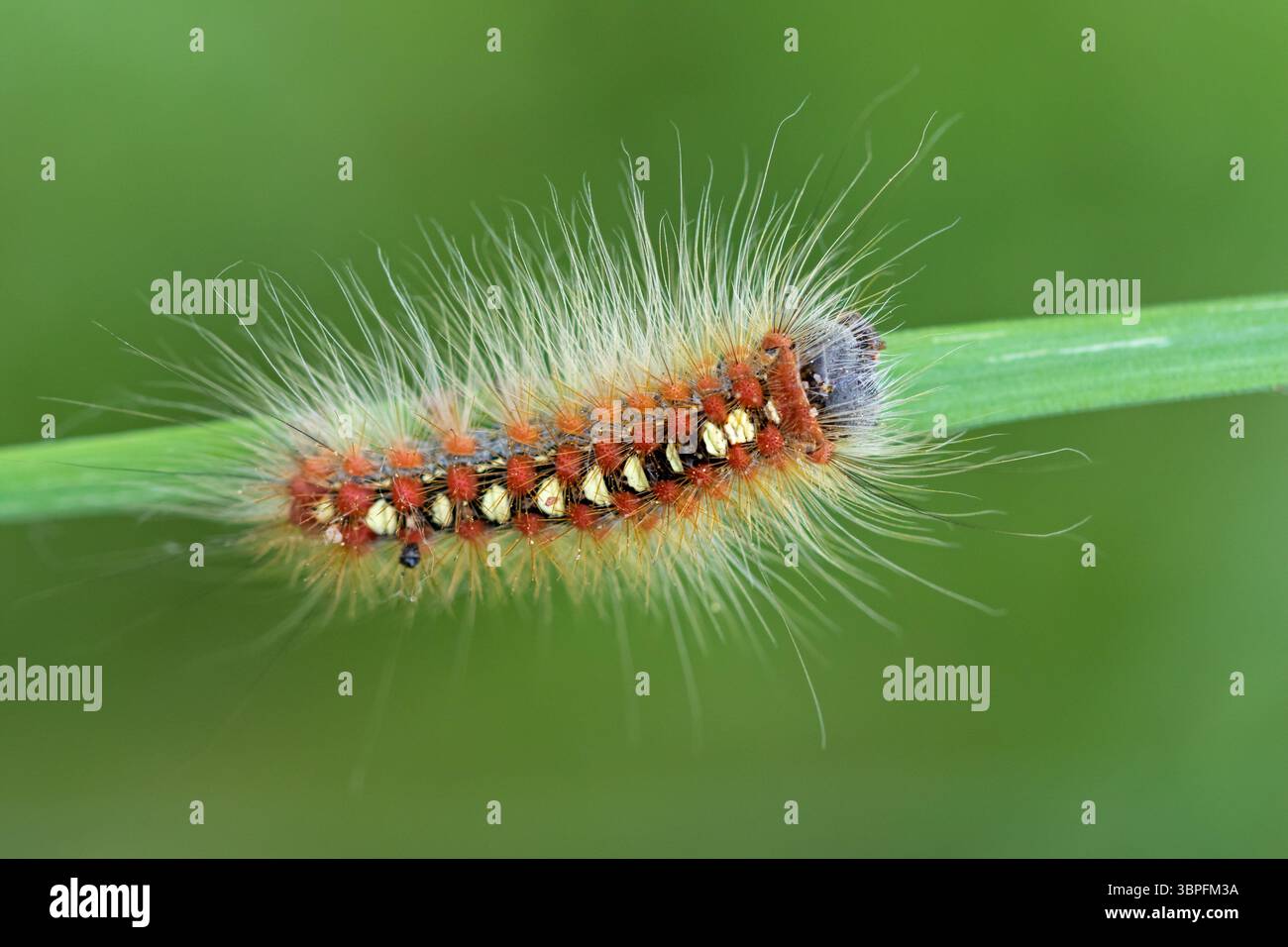 Poplar moth, Leucoma salicis, owl moth, caterpillar, moth, moth ...