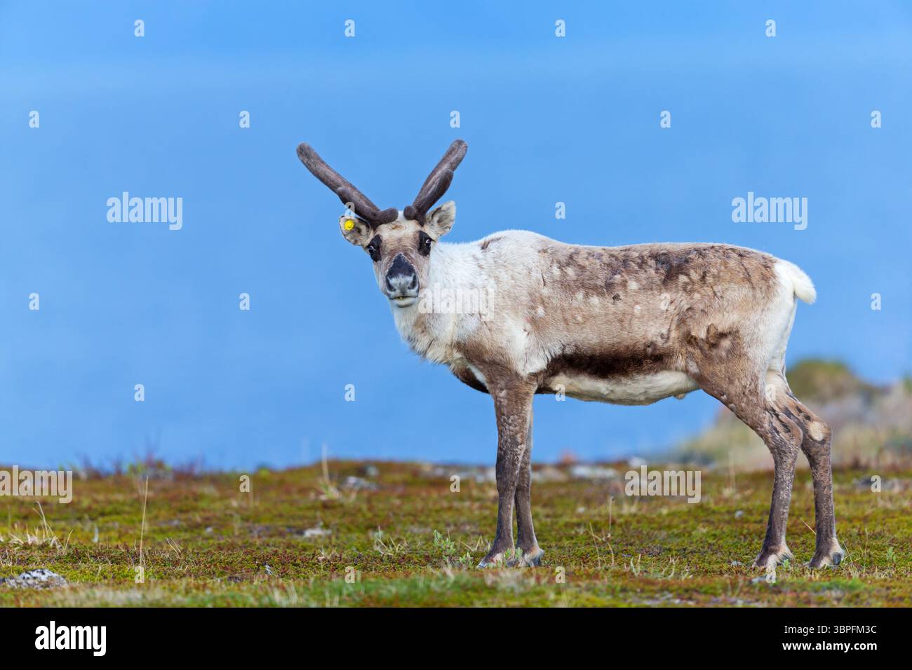 Reindeer, Ren, Rangifer tarandus, animals, mammals, deer family Stock ...
