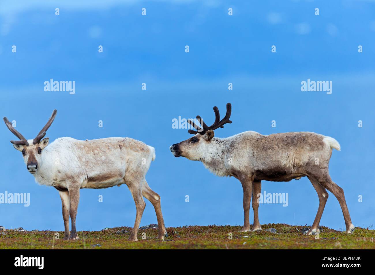 Reindeer, Rangifer tarandus, animals, mammals, deer family, two ...