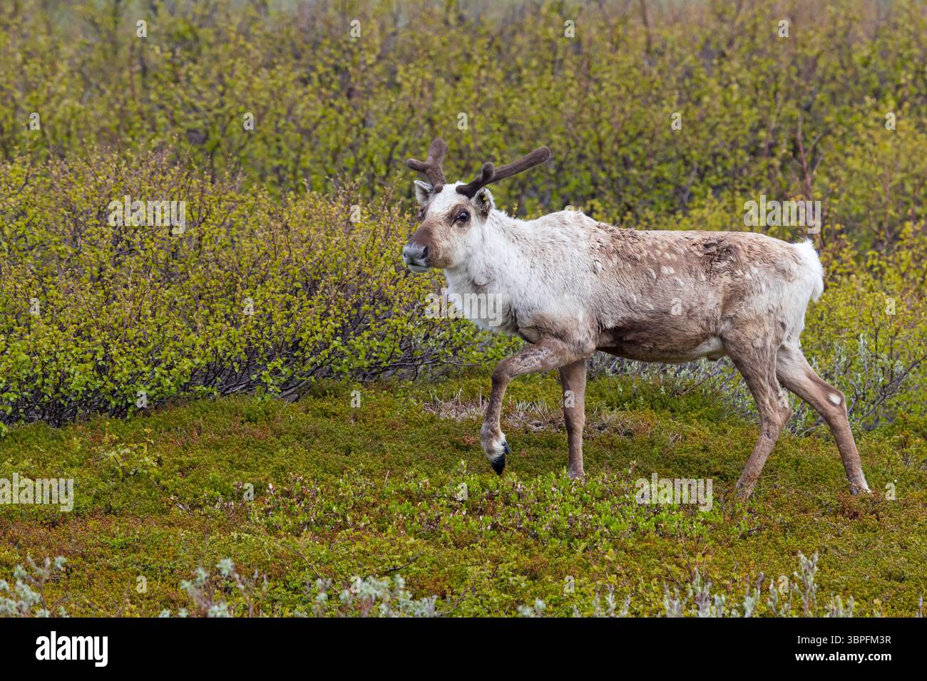 Reindeer, Ren, Rangifer tarandus, animals, mammals, deer family Stock ...
