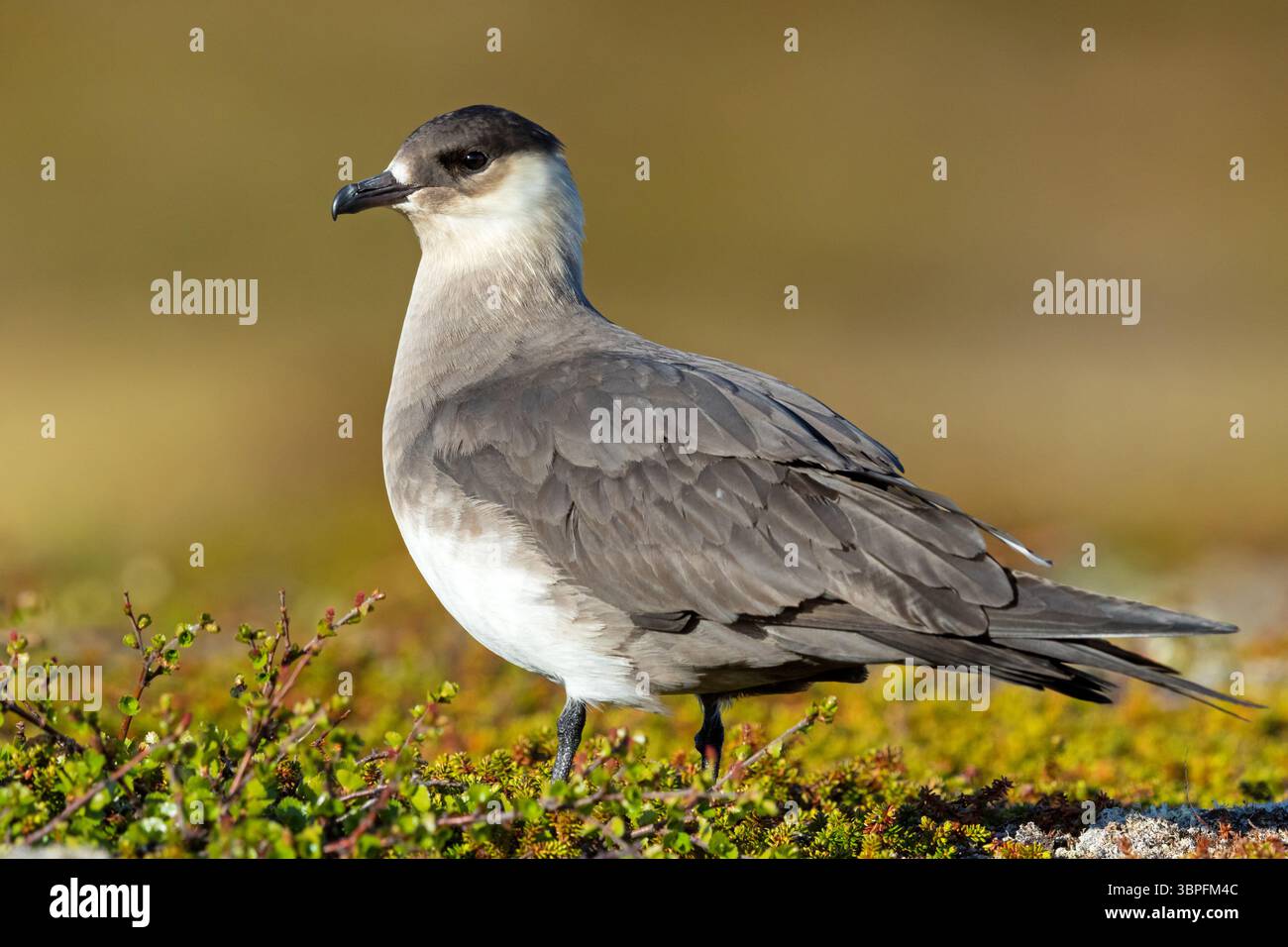 Parasitic Skua, Stercorarius parasiticus, animals, birds, seabird from ...